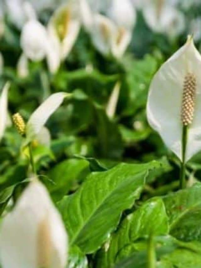 Lírio Da Paz - Como Cultivar? | Cursos De Arquitetura