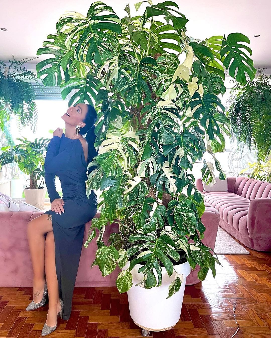 Dicas De Cultivo Para A Costela De Adão: Cuide Bem Da Sua Planta ...