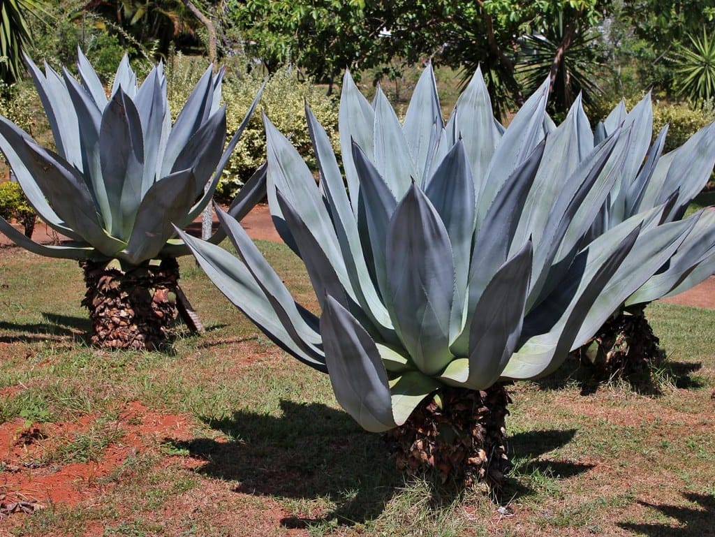 Agave - Conheça Essa Planta Universal Em 4 Passos