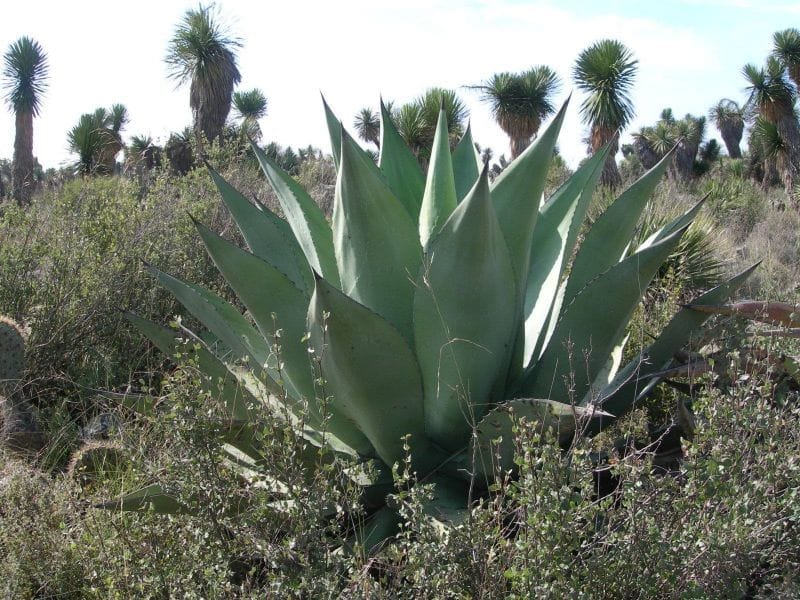 Agave - Conheça Essa Planta Universal Em 4 Passos